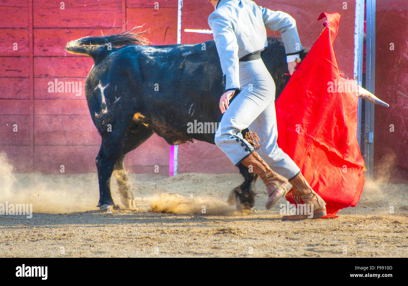 Fighting bull picture from Spain. Black bull Stock Photo - Alamy