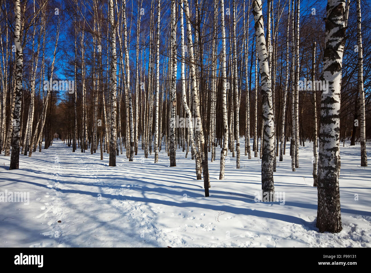 Birch grove in sunny march day Stock Photo - Alamy