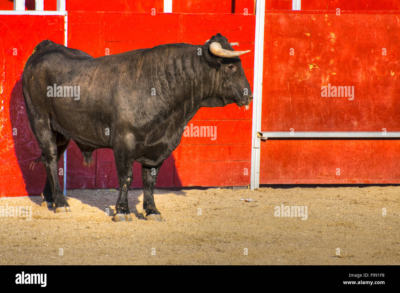 Fighting bull picture from Spain. Black bull Stock Photo - Alamy