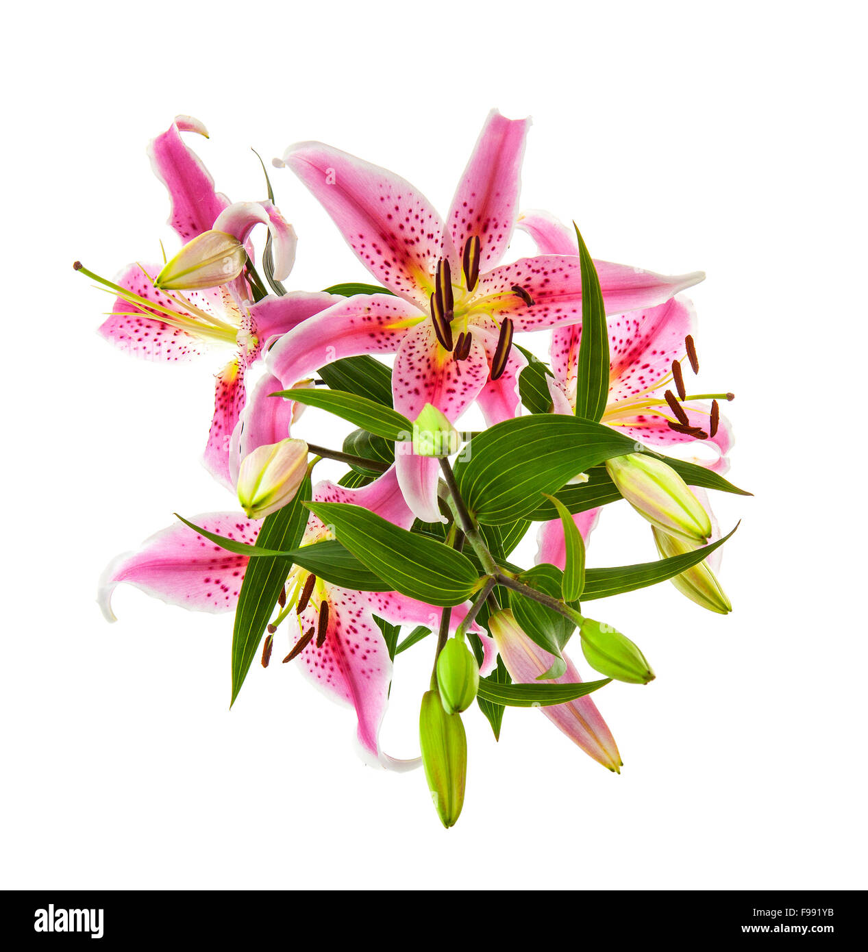 Pink beautiful lily close hi-res stock photography and images - Alamy