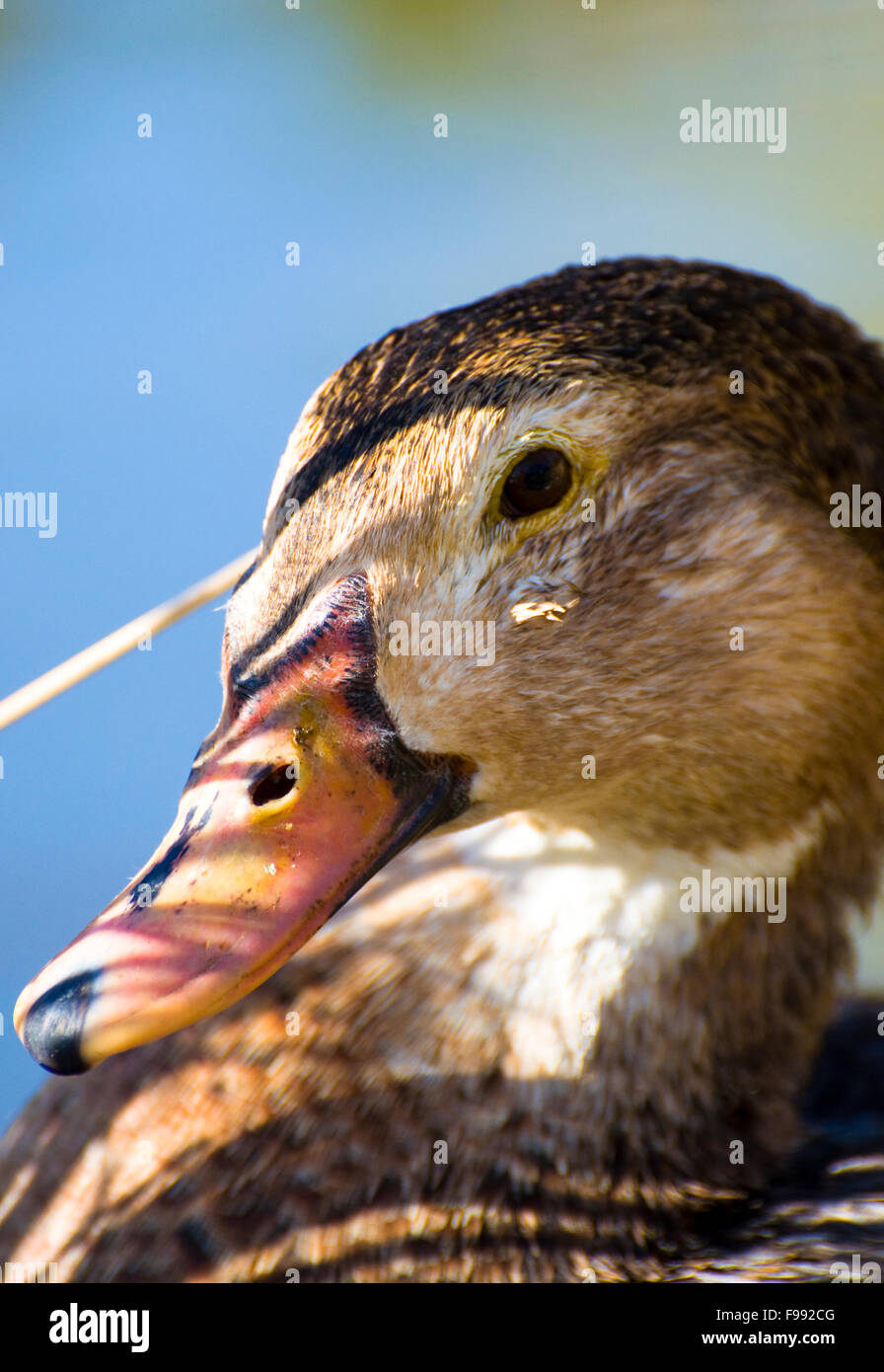Sweet white duck hi-res stock photography and images - Alamy