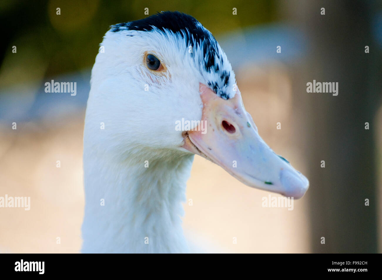 White sweet duck hi-res stock photography and images - Alamy