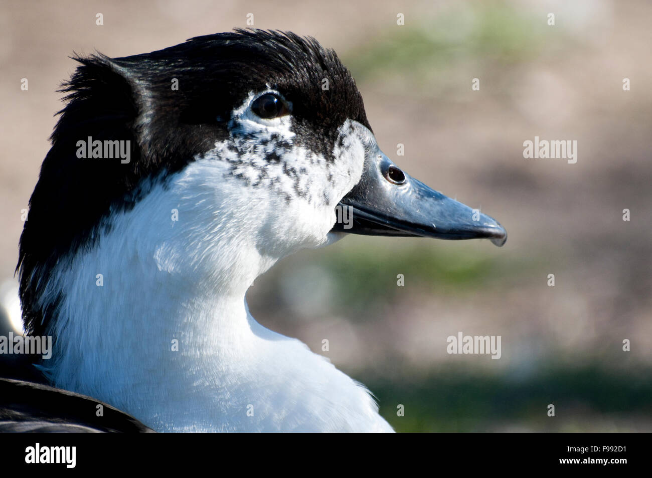 White sweet duck hi-res stock photography and images - Alamy