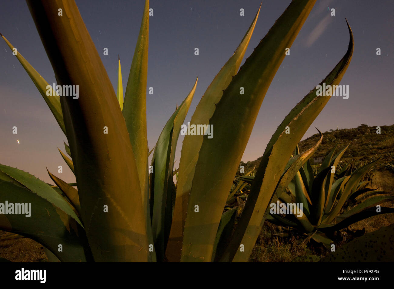 Maguey hi-res stock photography and images - Alamy