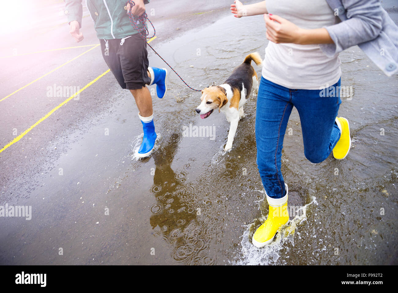 Young couple walk dog in rain. Details of wellies splashing in puddles ...