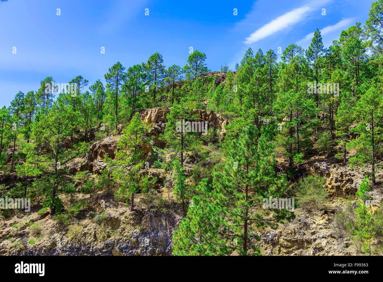 Green Fir Trees on Mountain Landscape on Canary Island in Spain at Day ...