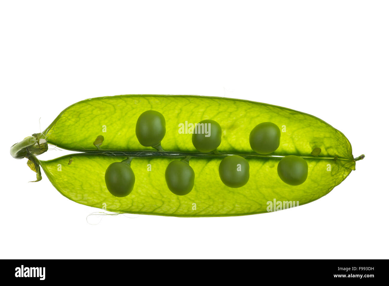 closeup of a pea pod Stock Photo - Alamy