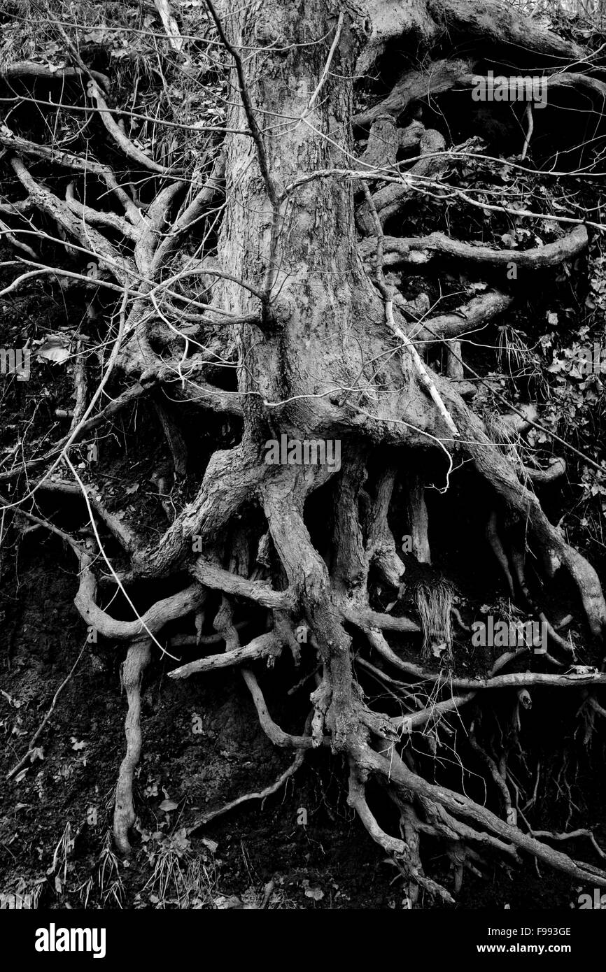 Gnarled tree hi-res stock photography and images - Alamy