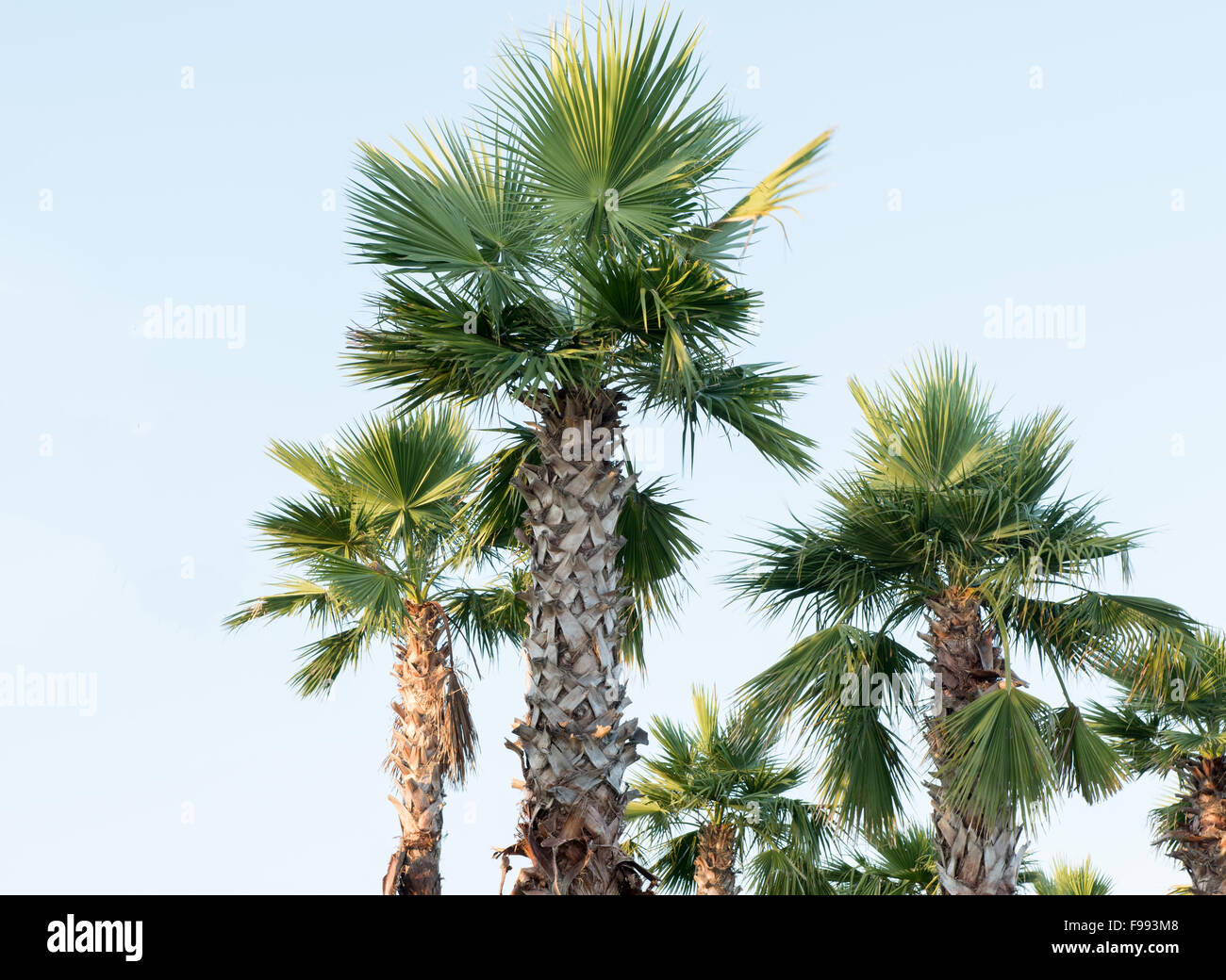 Sugar palm tree hi-res stock photography and images - Alamy