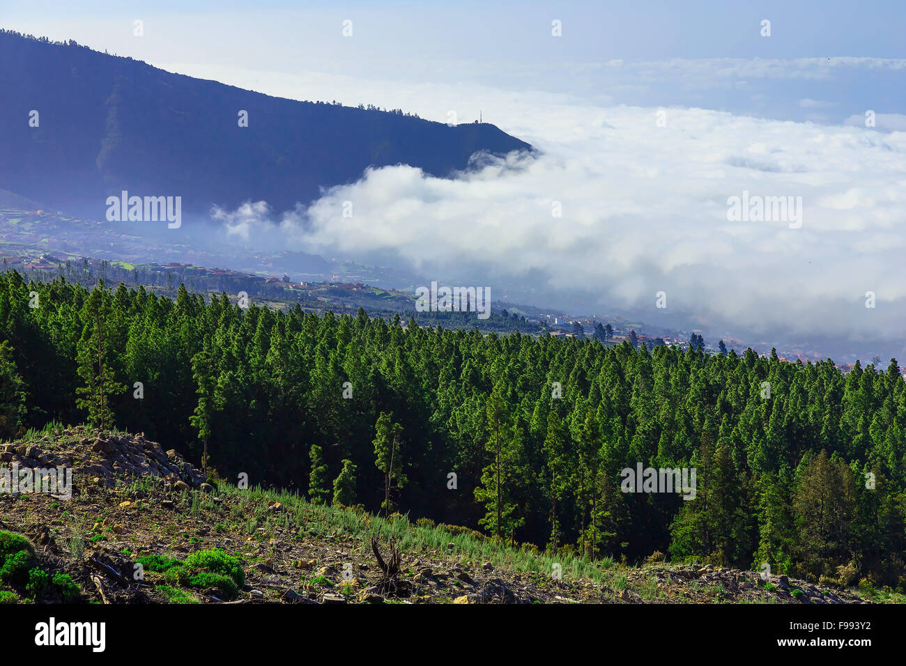 Green Fir Trees on Mountain on Canary Island in Spain at Day Stock ...