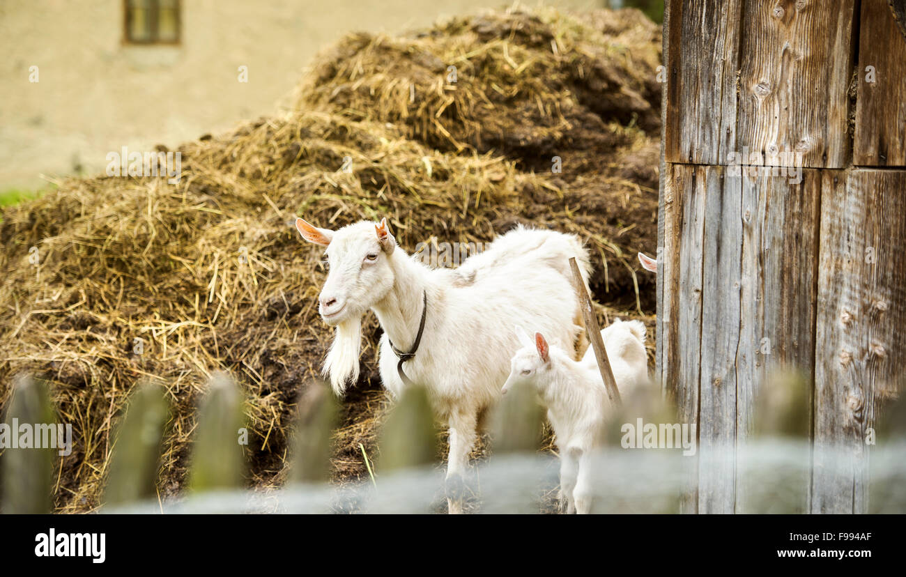 White farm goat fence hi-res stock photography and images - Alamy