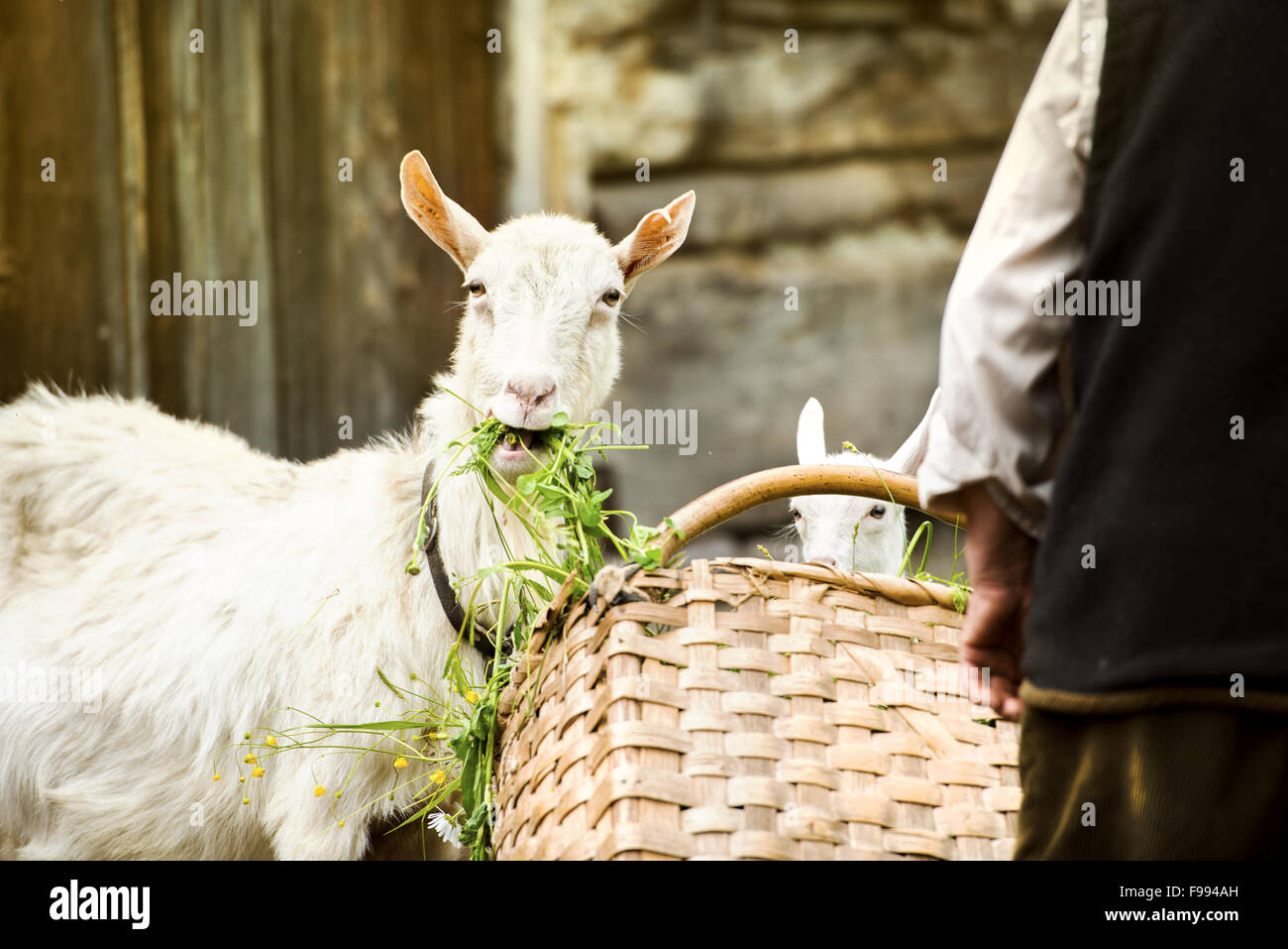 Goat eating grass hi-res stock photography and images - Alamy