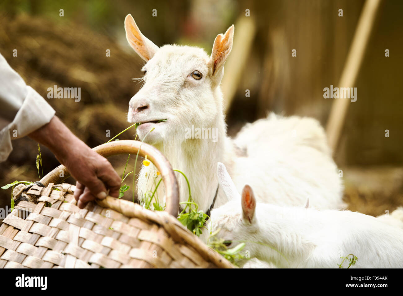 Goat eating grass hi-res stock photography and images - Alamy