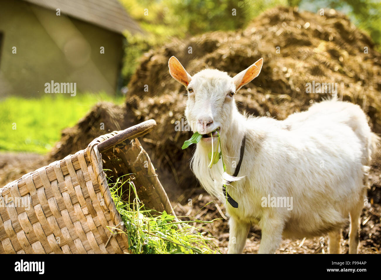 Goat eating grass hi-res stock photography and images - Alamy