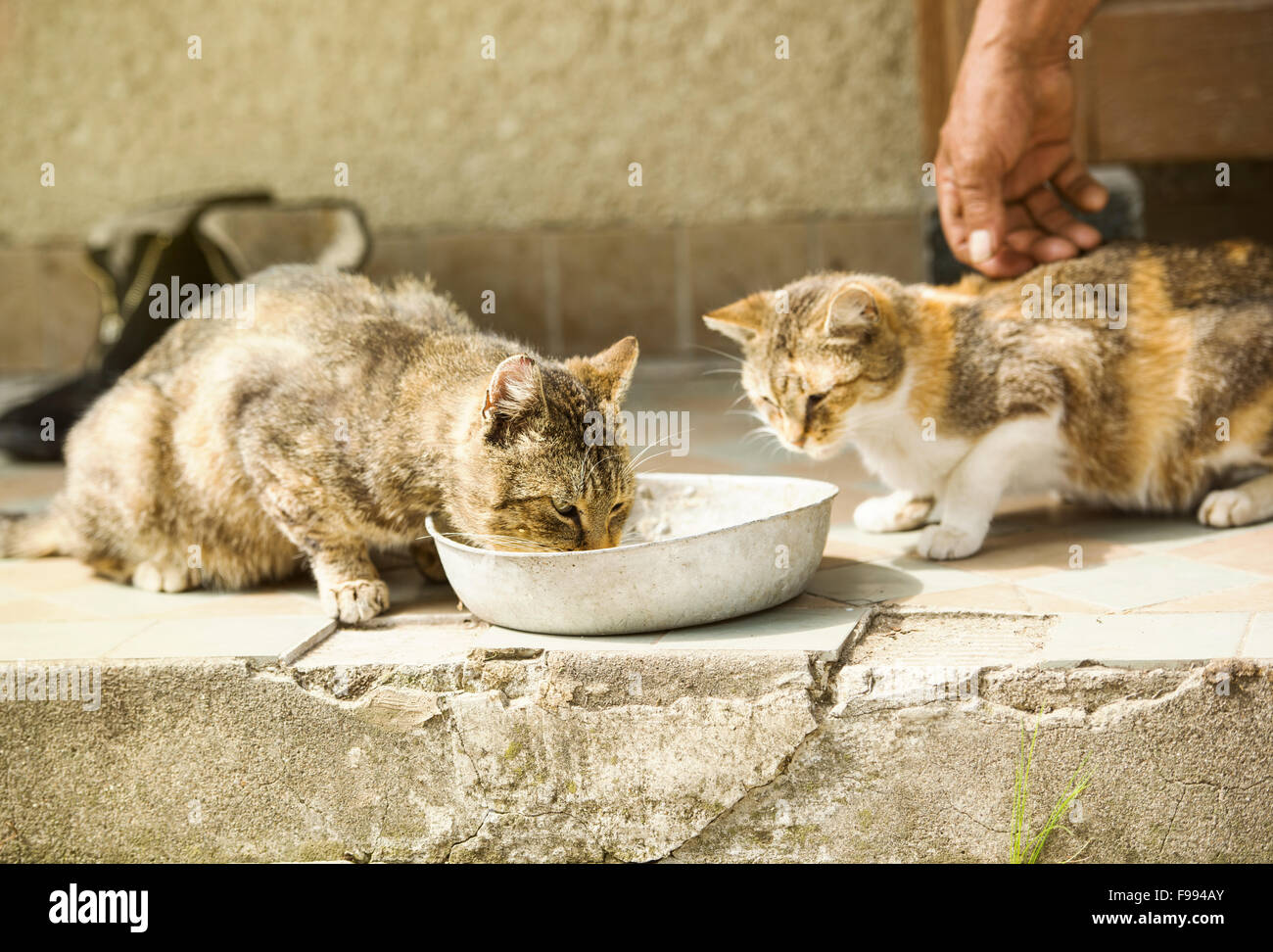 Two cute cats are drinking milk from bowl Stock Photo - Alamy