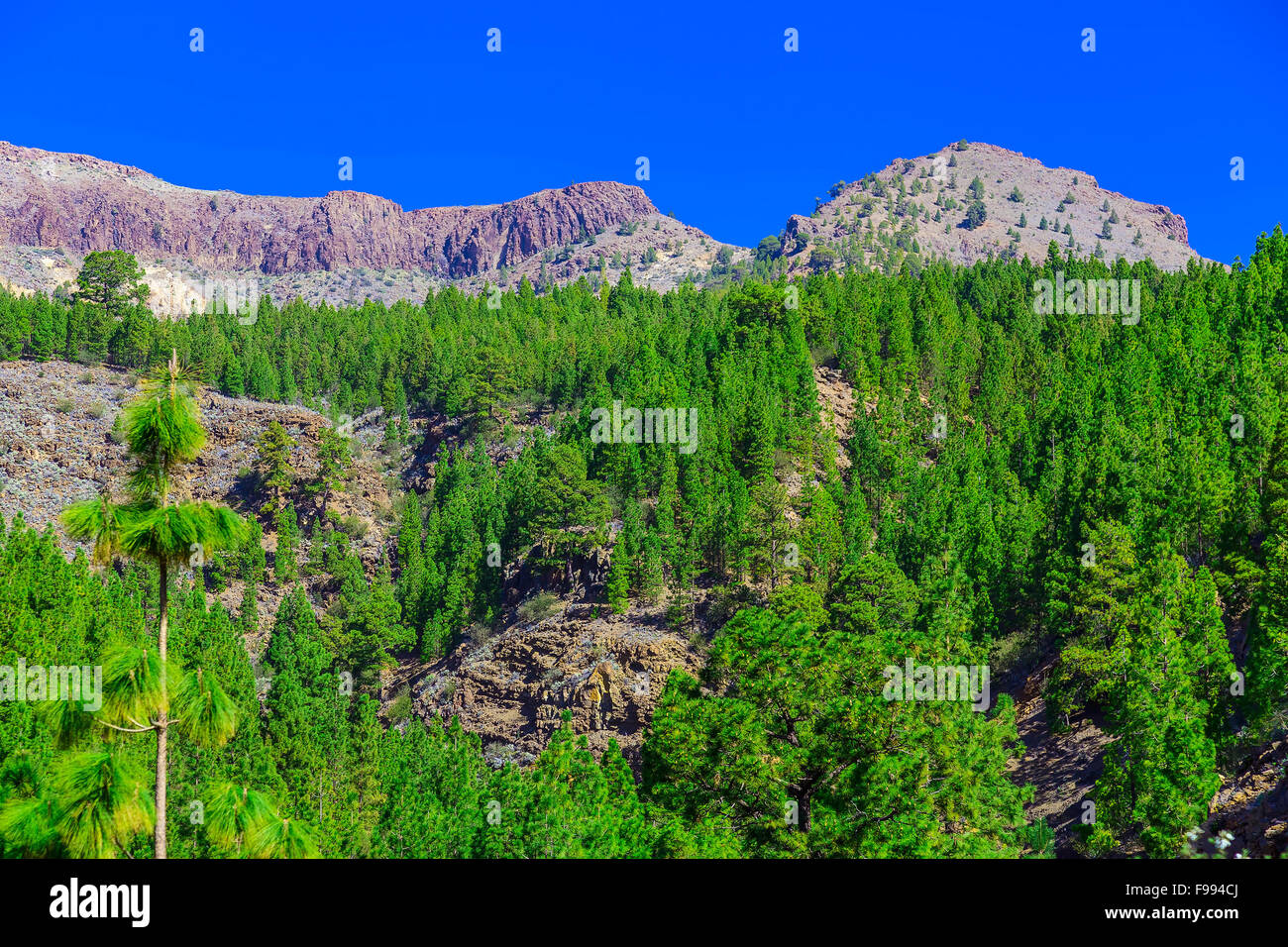Fir Trees on Mountain Landscape on Tenerife Island in Spain Stock Photo ...