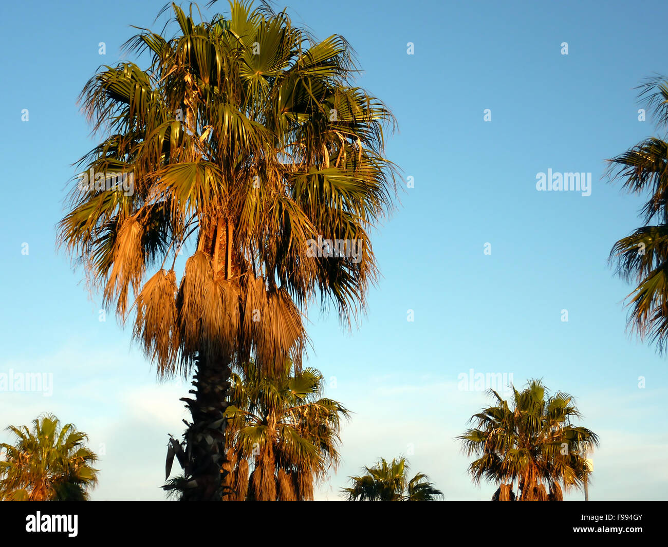 Palm trees by sunset Stock Photo - Alamy