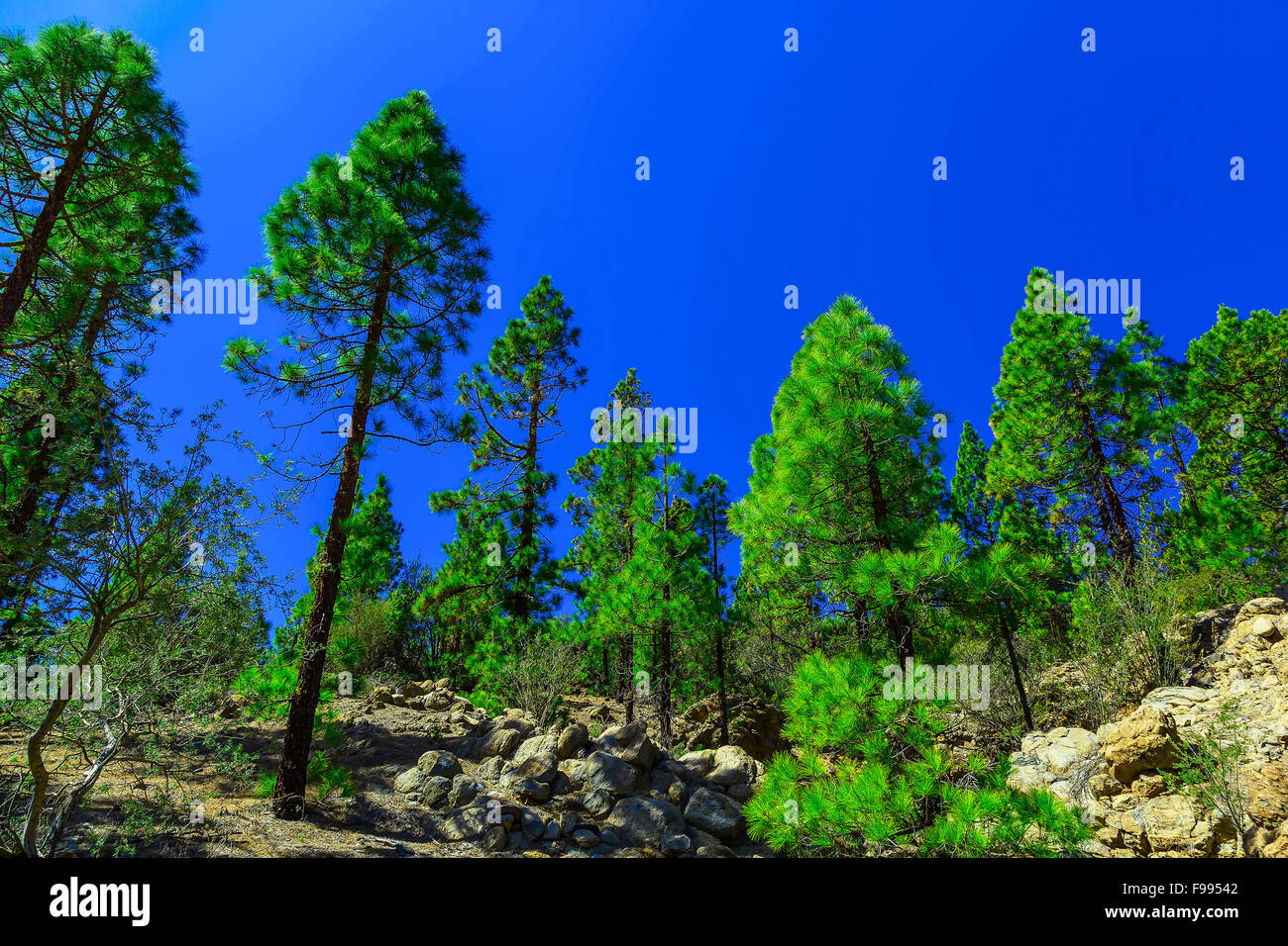 Green Fir Trees on Mountain Landscape on Tenerife Island in Spain at ...