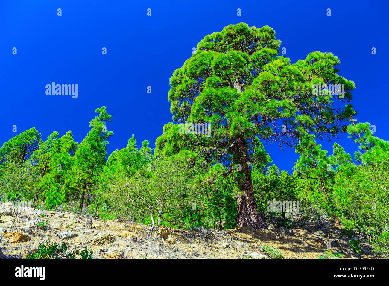 Green Fir Trees on Mountain Landscape on Tenerife Island in Spain at ...