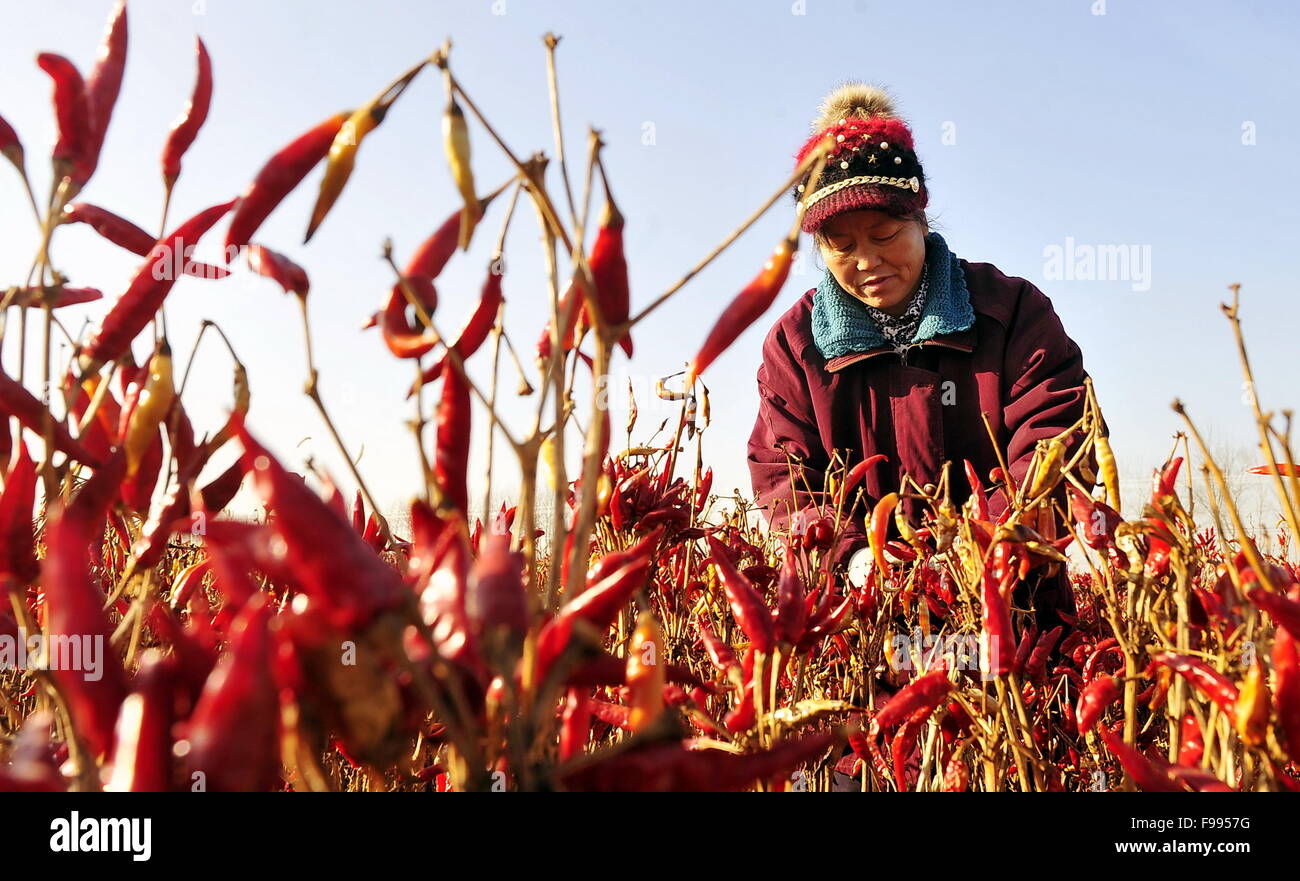 Cangzhou, China's Hebei Province. 15th Dec, 2015. A farmer harvests hot ...