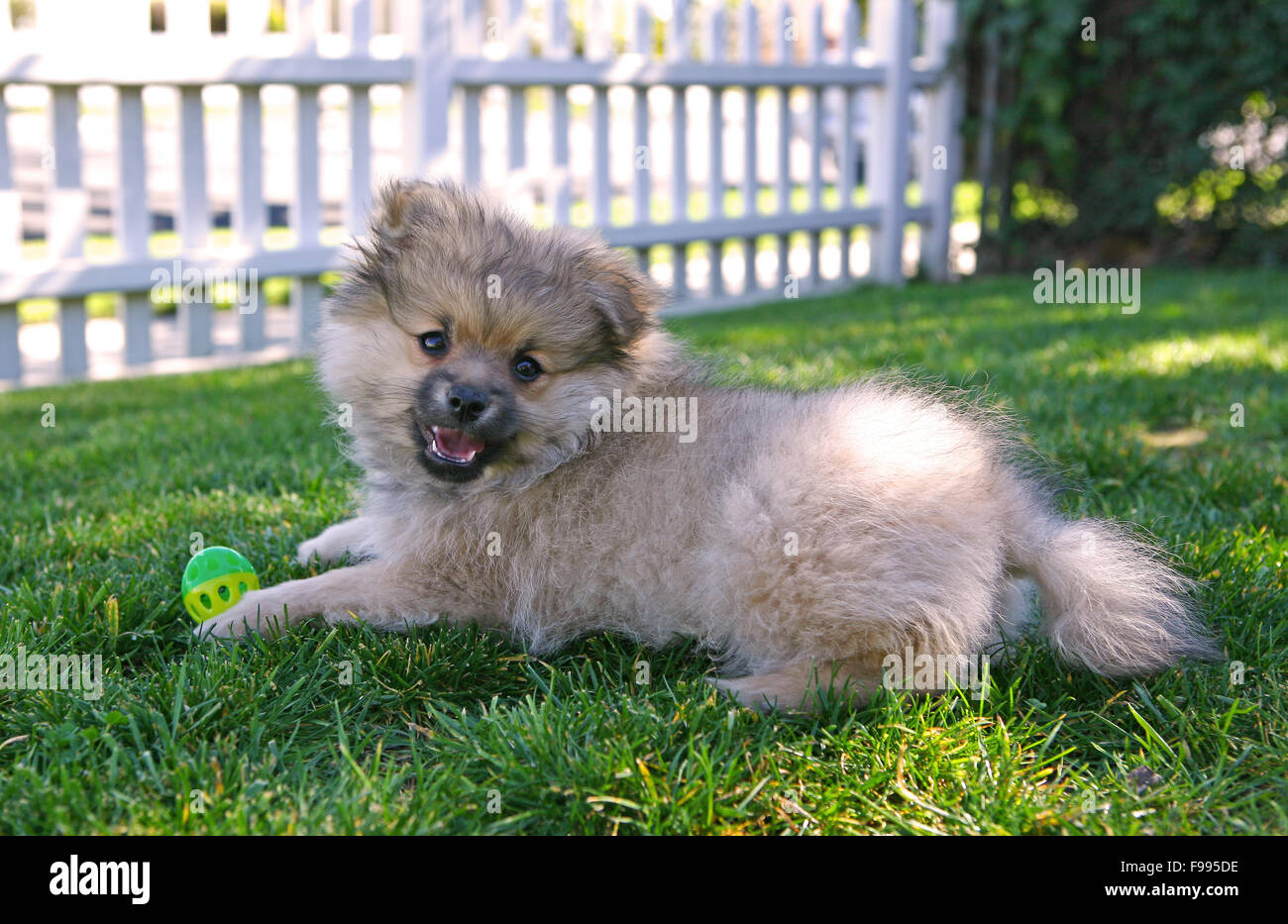 Cute Puppy Pomeranian Dog Playing Outdoors Stock Photo - Alamy