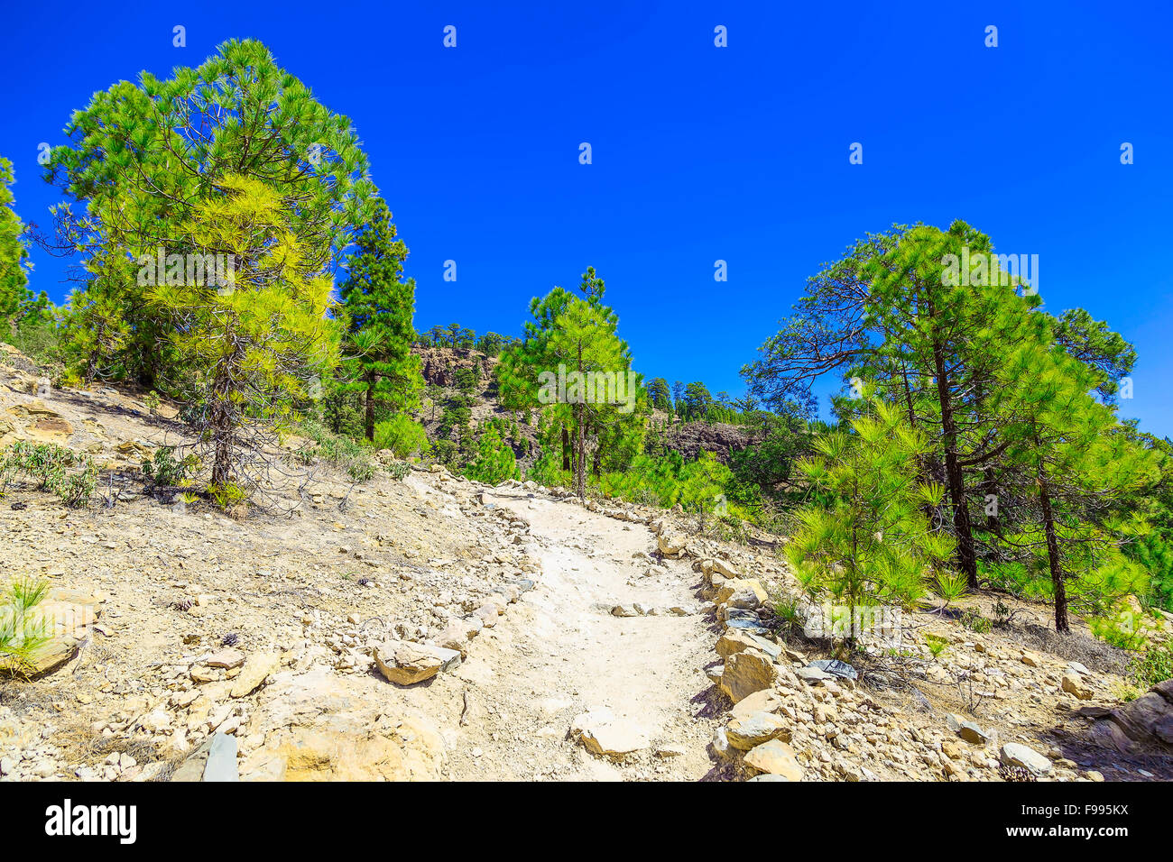 Green Fir Trees on Mountain Landscape on Tenerife Island at Day Stock ...