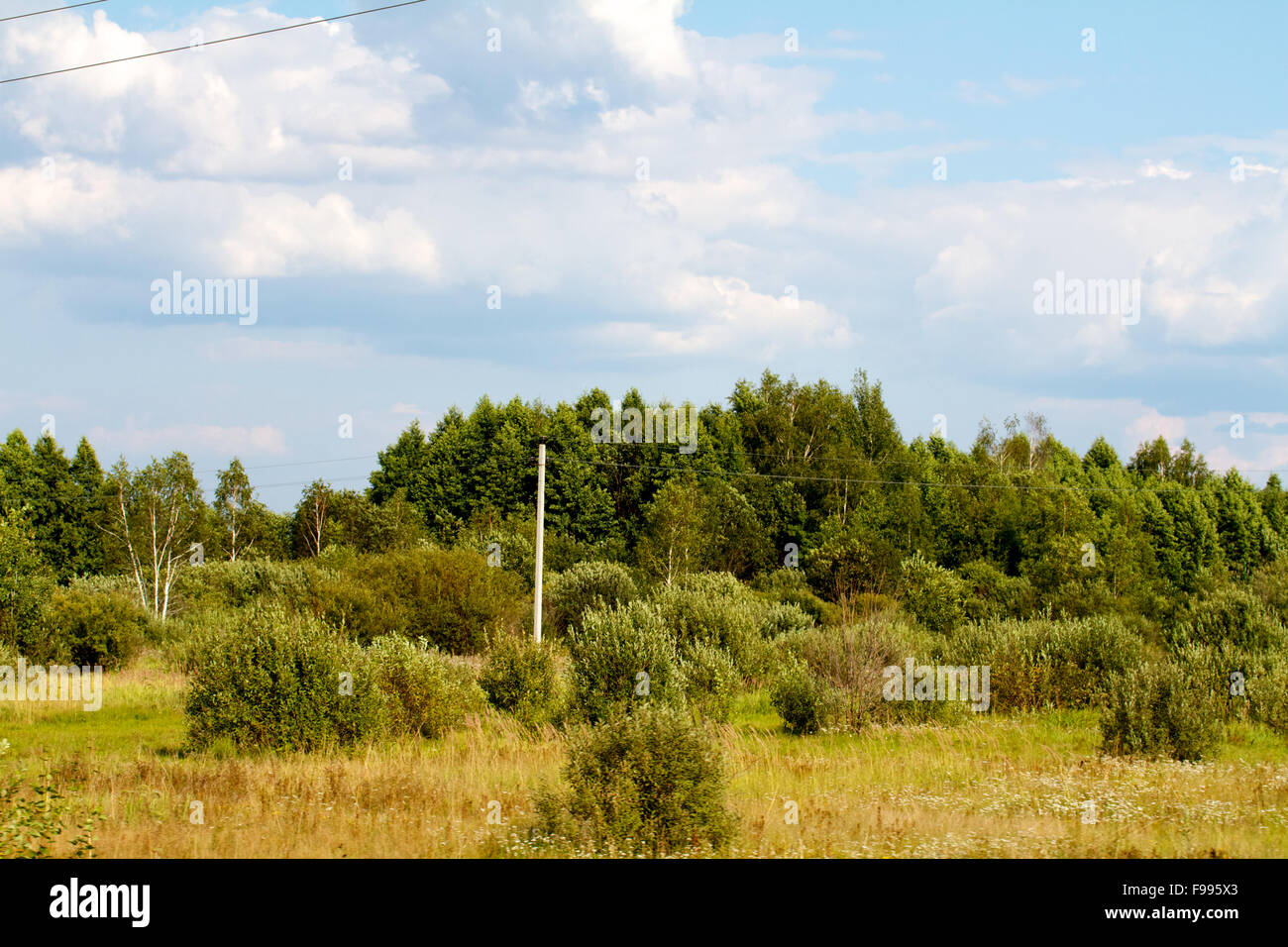 grass valley in forest during summer Stock Photo - Alamy