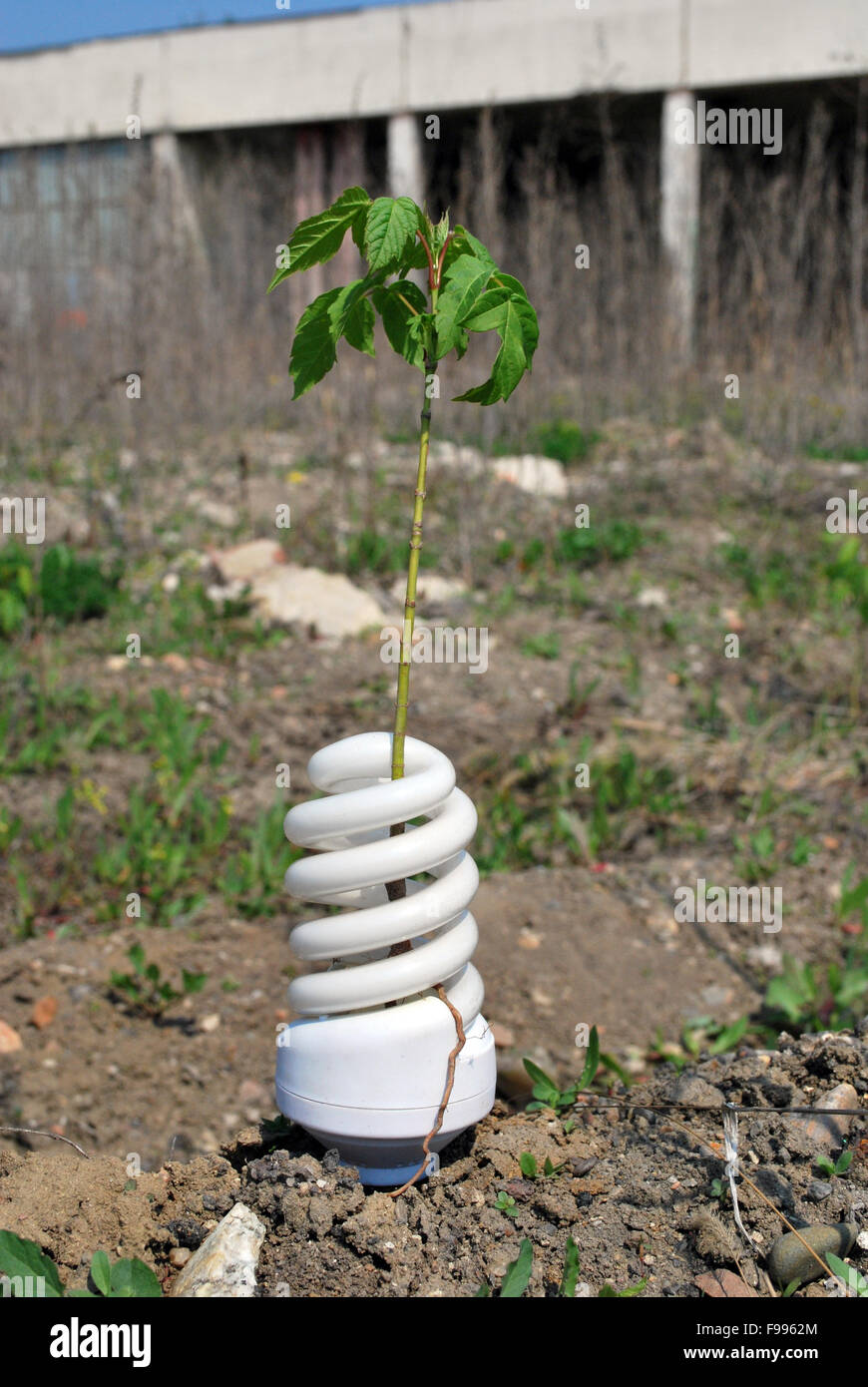 Eco Light Bulb With tree Stock Photo - Alamy