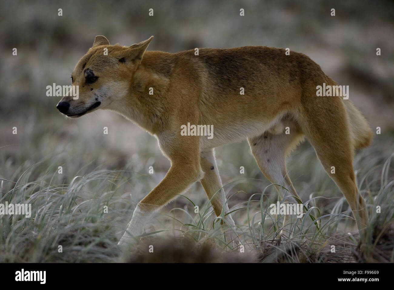 Dingo, Eastern Beach, Fraser Island, Australia Stock Photo - Alamy
