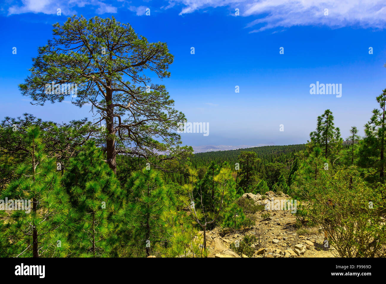 Green Fir Trees on Mountain on Canary Island in Spain at Day Stock ...