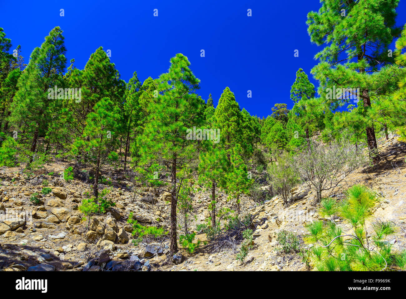 Green Fir Trees on Mountain on Canary Island in Spain at Day Stock ...
