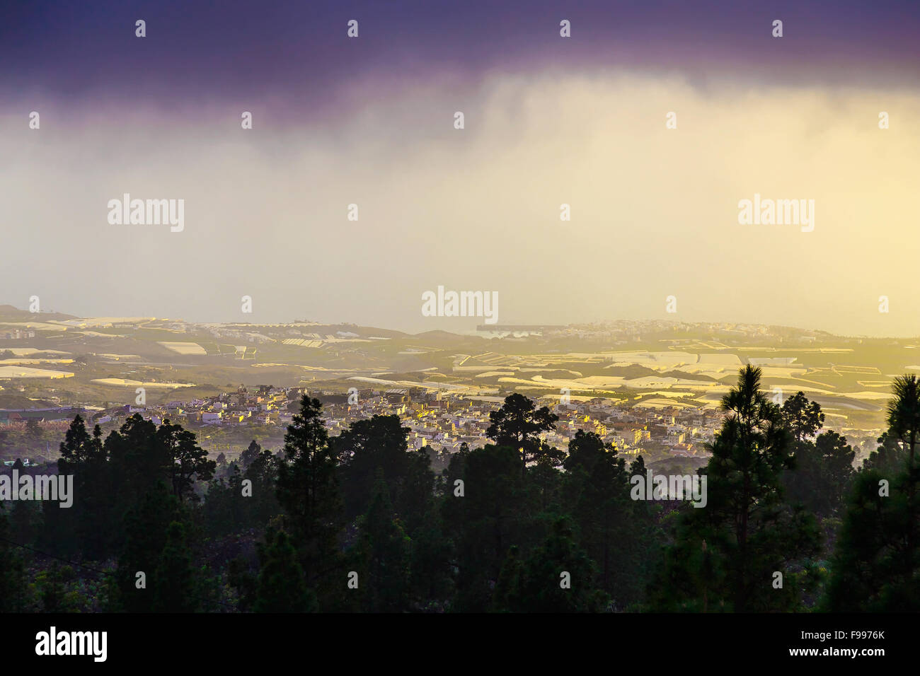 Fir Trees on Mountain Landscape on Tenerife Island in Spain at Day ...