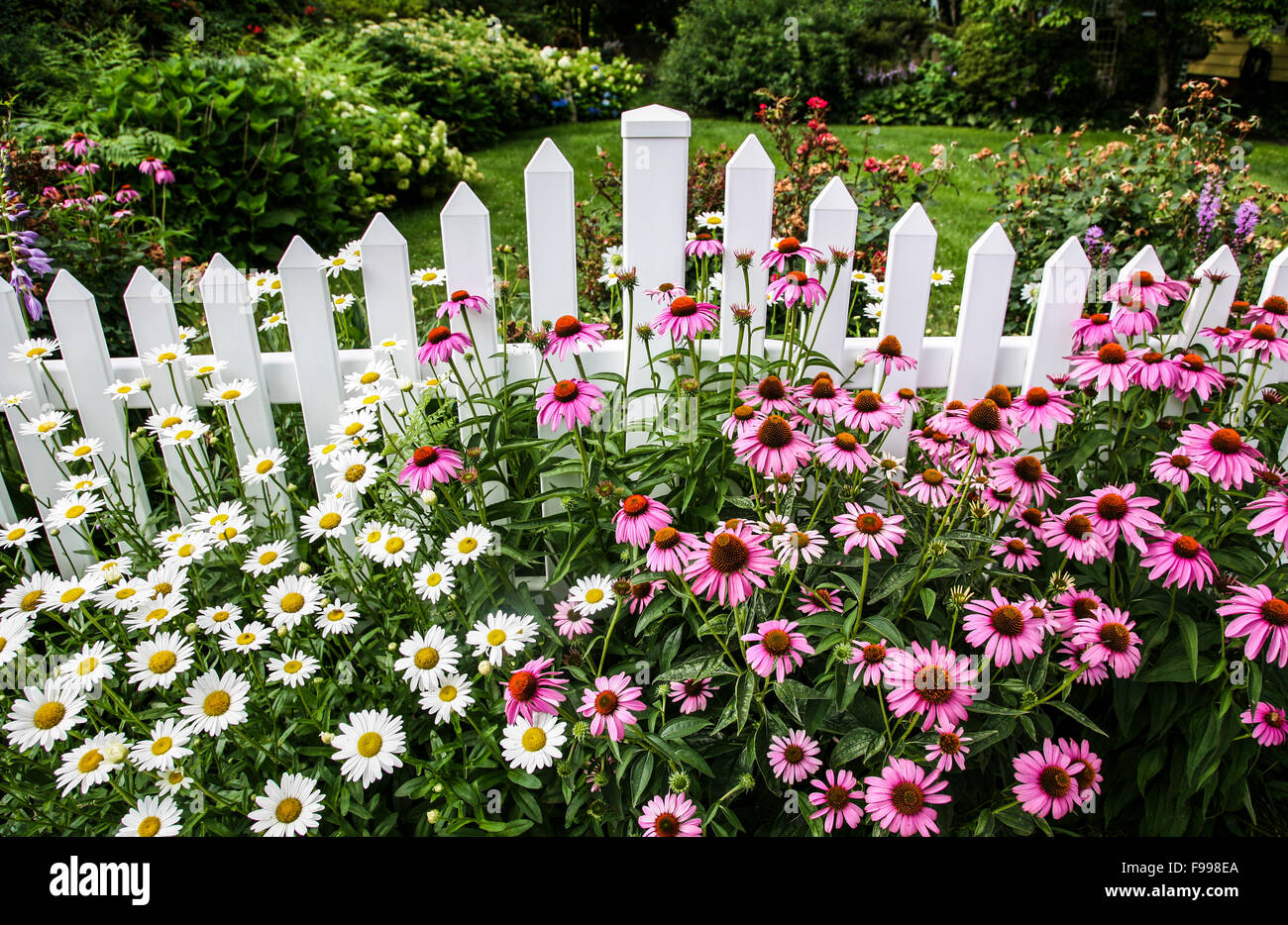 Colourful spring garden border flowers, with row of pink purple cone ...