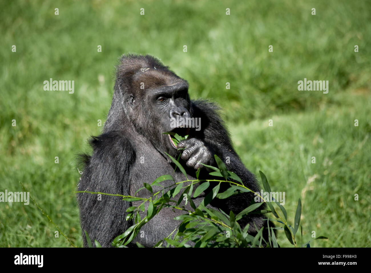 Gorilla eating leaves hi-res stock photography and images - Alamy