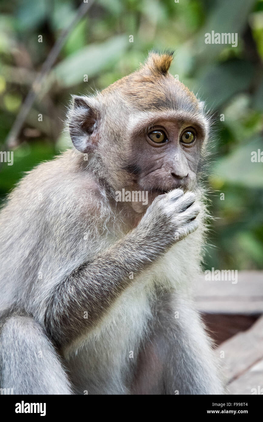Long Tailed Macaque, Ubud Monkey Forest, Bali, Indonesia Stock Photo ...