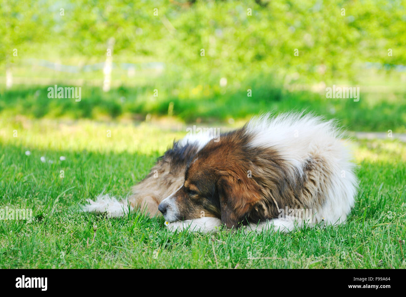 old sick dog lie and sleep on grass on meadow outdoor Stock Photo - Alamy