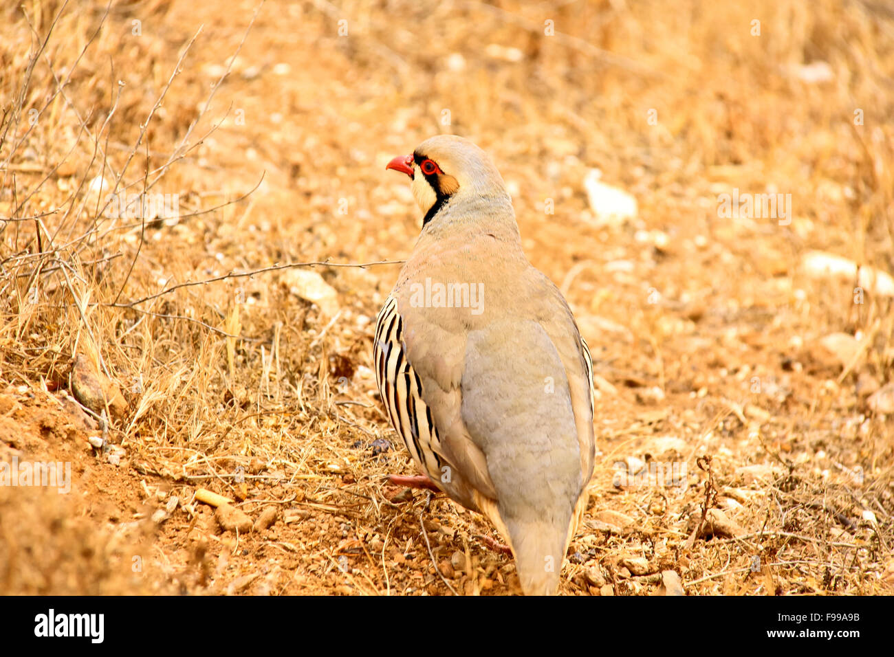Partridge pen hi-res stock photography and images - Alamy