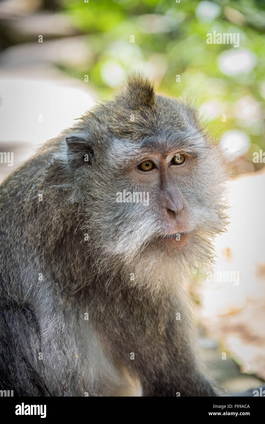 Long tailed macaque monkey forest ubud hi-res stock photography and ...