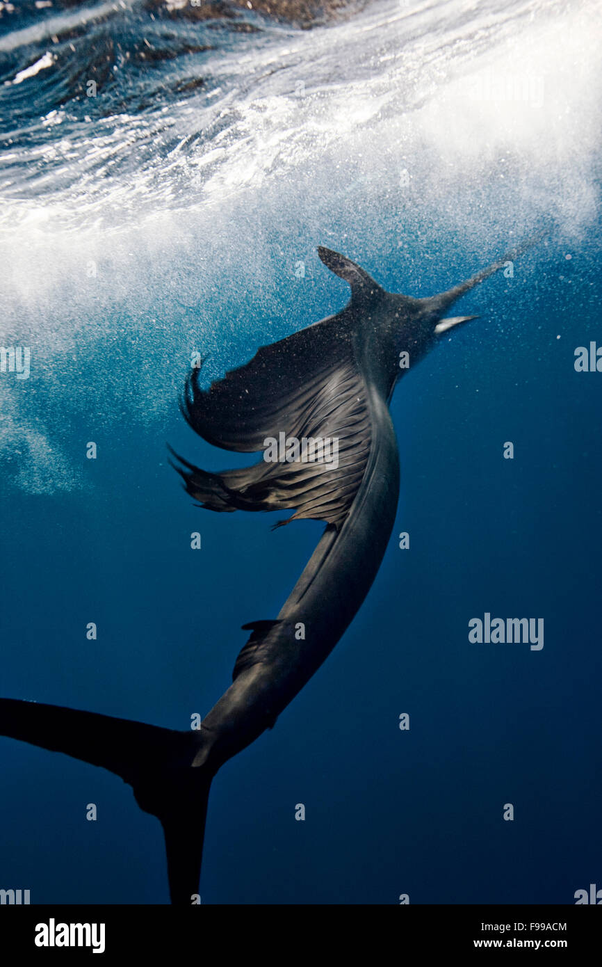 A sailfish swims near the surface in blue water with dorsal fin relaxed ...