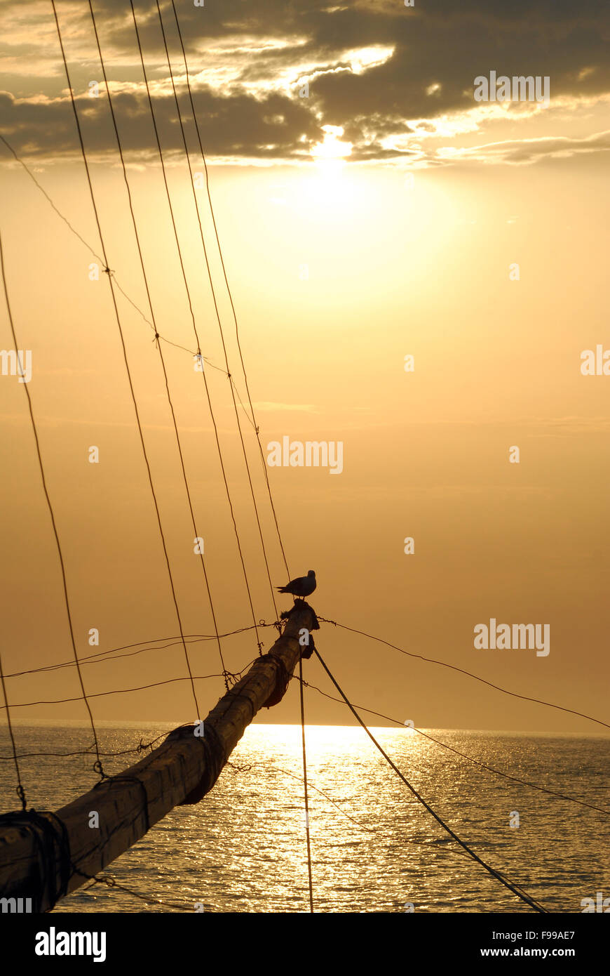 Seagull and sun hi-res stock photography and images - Alamy