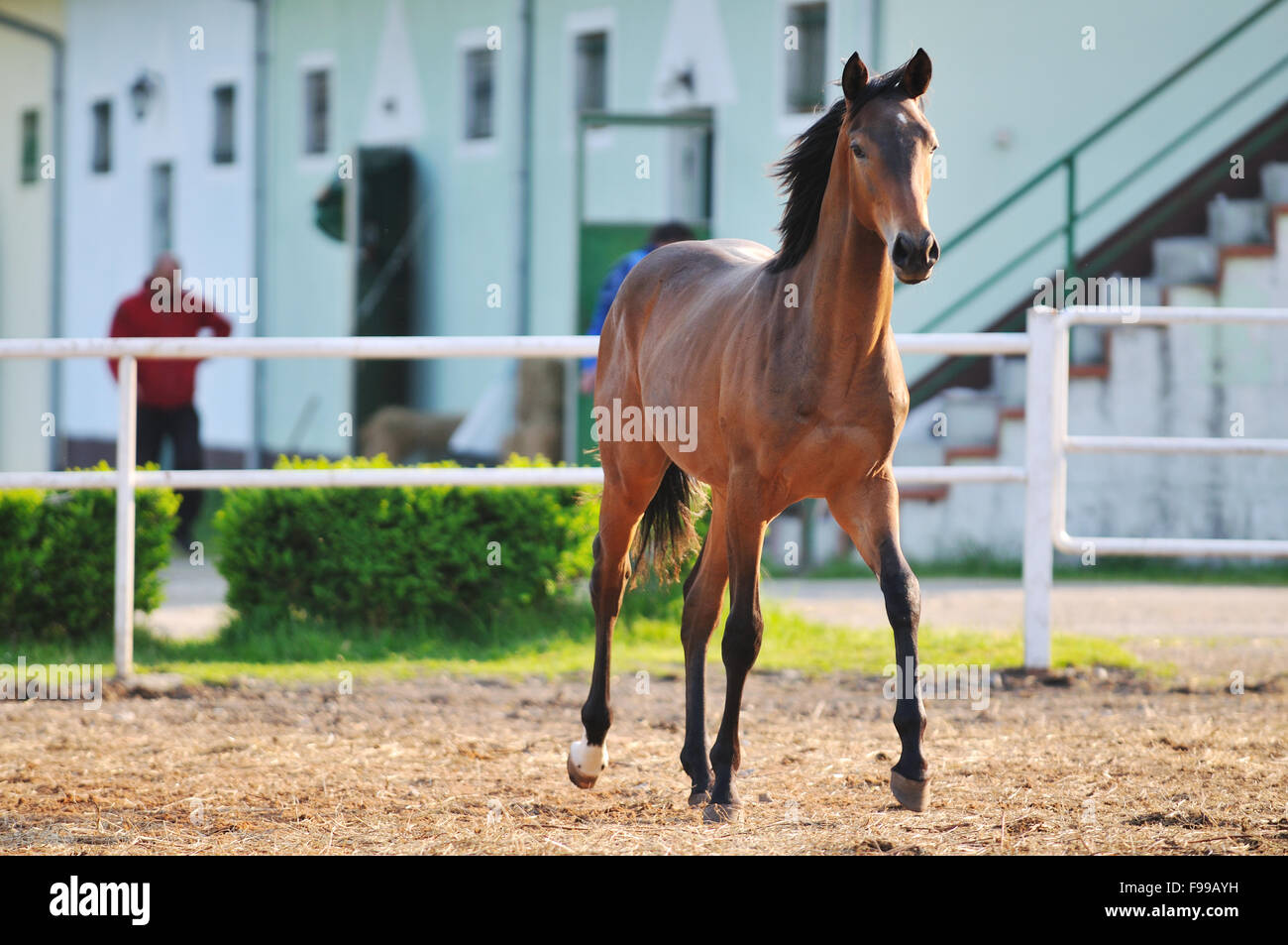 beautiful animal horse outdoor run and have fun Stock Photo - Alamy