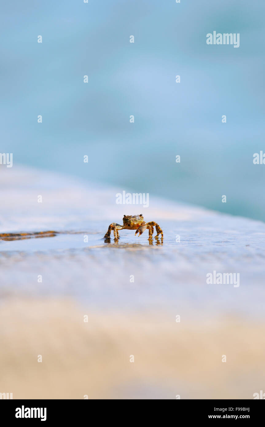 Sea animal crawfish on hi-res stock photography and images - Alamy