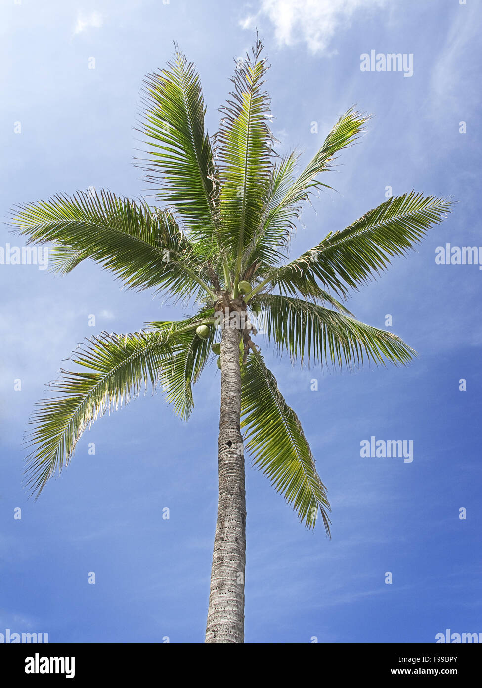 Coconut leaves leaf nature plant hi-res stock photography and images ...