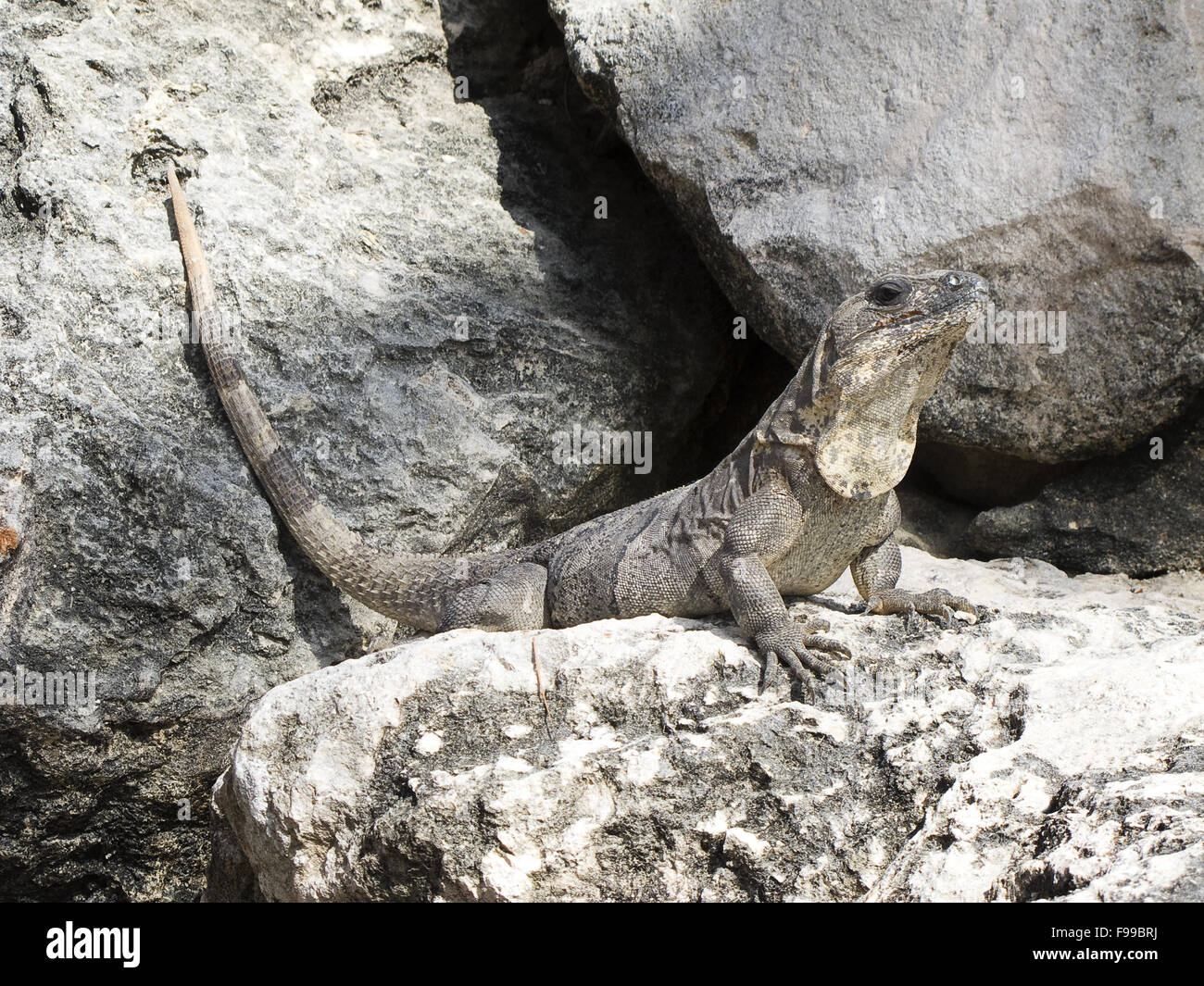 Claws of lizard hi-res stock photography and images - Alamy