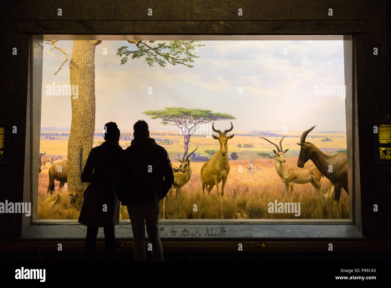 American museum of natural history hall hi-res stock photography and ...