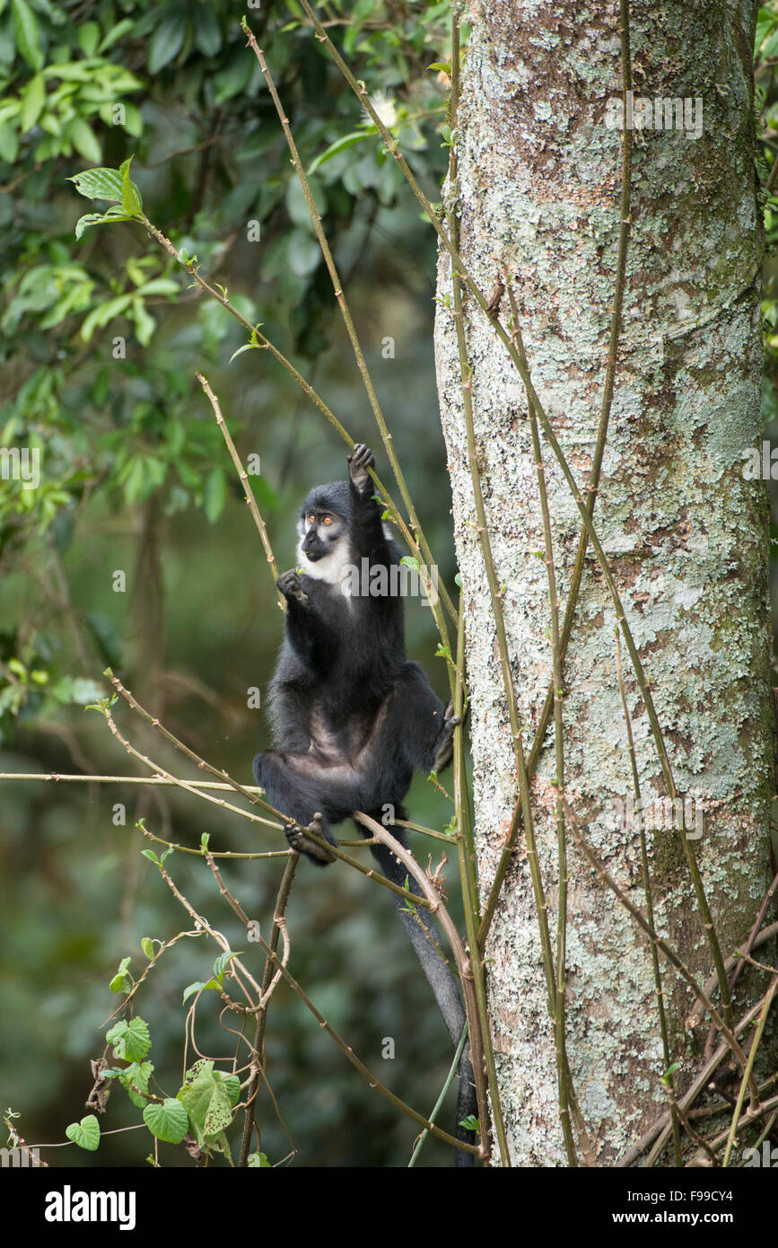 Guenon monkey hi-res stock photography and images - Alamy