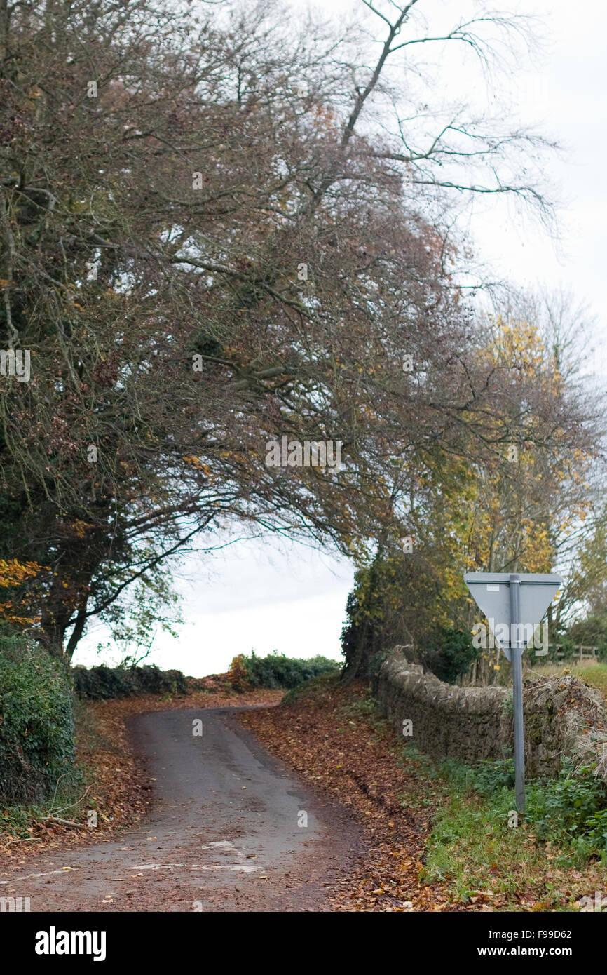 Countryside Changing tree in the Fall/Autumn in England Stock Photo - Alamy