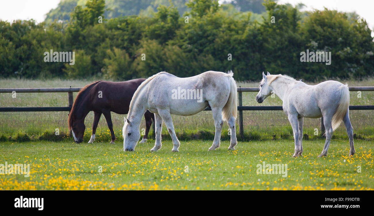 Three horses in flower meadow Stock Photo - Alamy