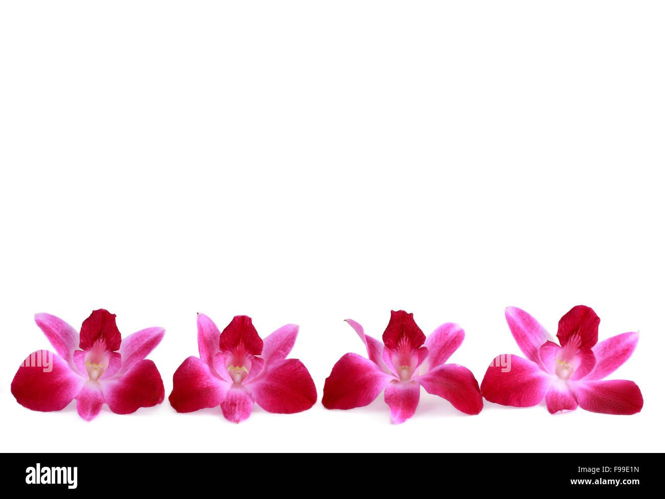 row of orchids Stock Photo - Alamy
