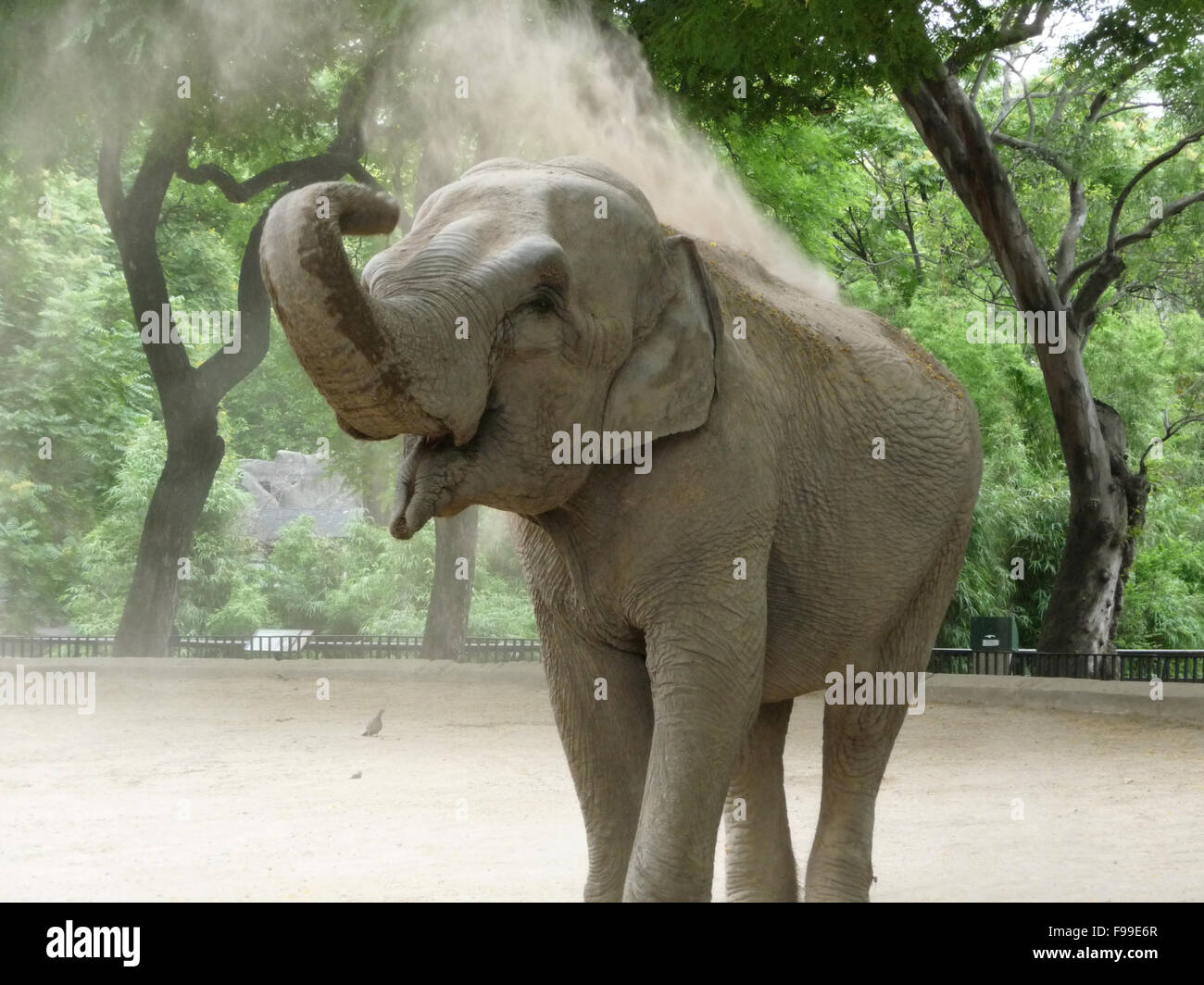 Elephant dirt shower Stock Photo - Alamy